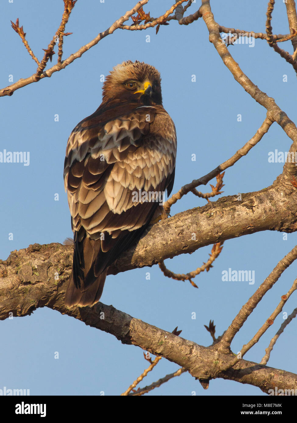 Dwergarend in een Boom; Zwergadler in einem Baum gehockt ...