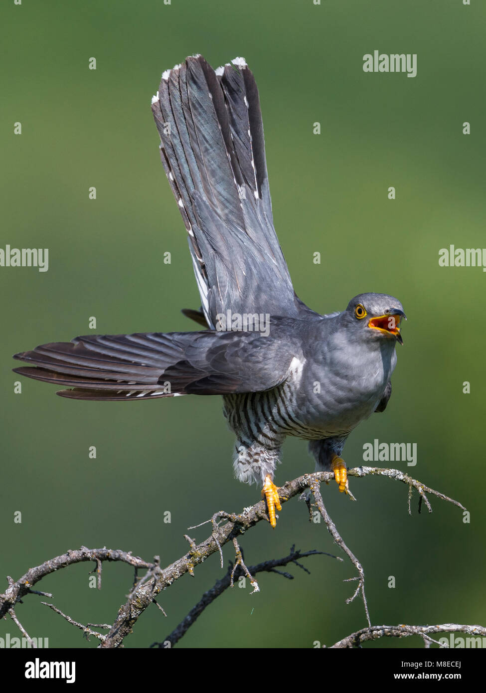 Der kuckuck -Fotos und -Bildmaterial in hoher Auflösung – Alamy