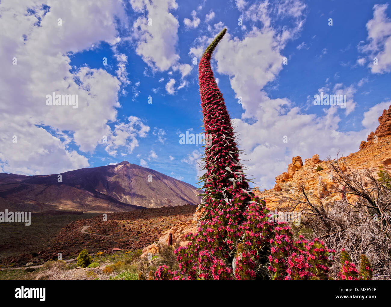 Tajinaste rojo echium wildpretii in -Fotos und -Bildmaterial in hoher ...