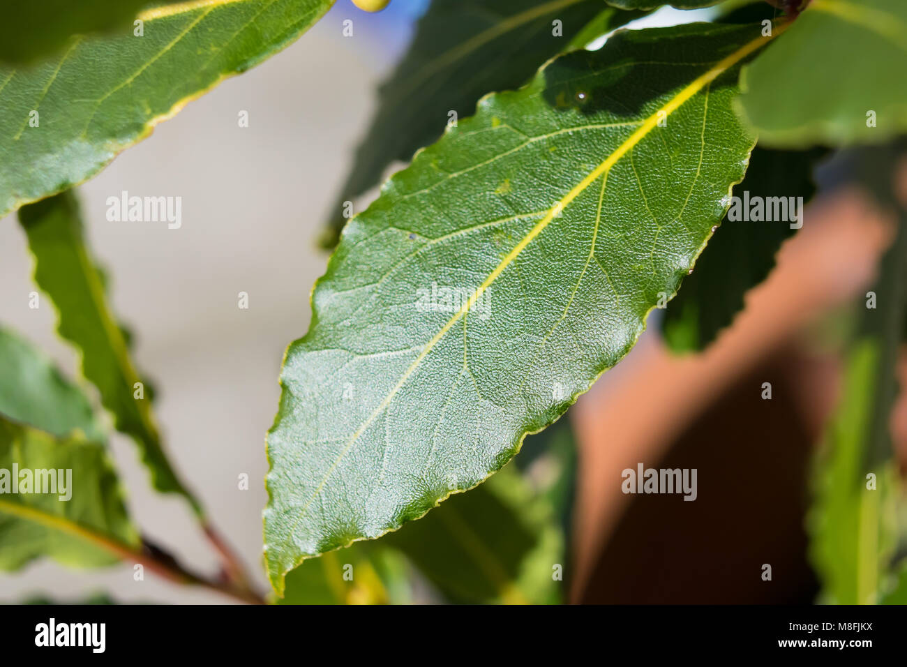 Robust und lorbeer -Fotos und -Bildmaterial in hoher Auflösung – Alamy