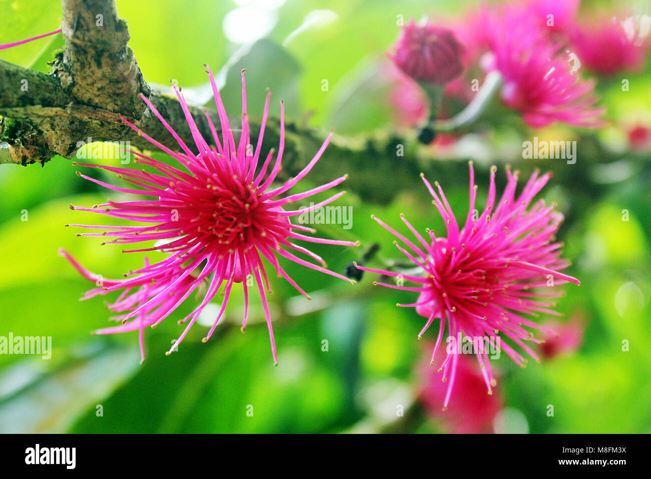 Wilde plumeria -Fotos und -Bildmaterial in hoher Auflösung – Alamy