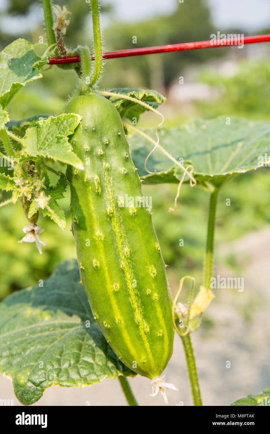 Gurken diva -Fotos und -Bildmaterial in hoher Auflösung – Alamy