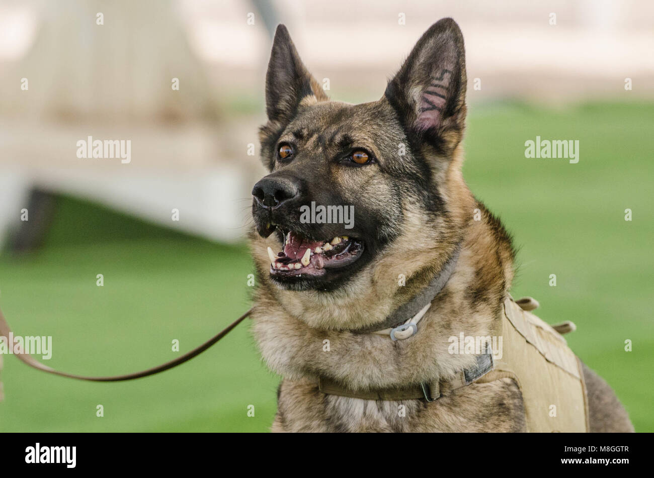 379 esfs -Fotos und -Bildmaterial in hoher Auflösung – Alamy