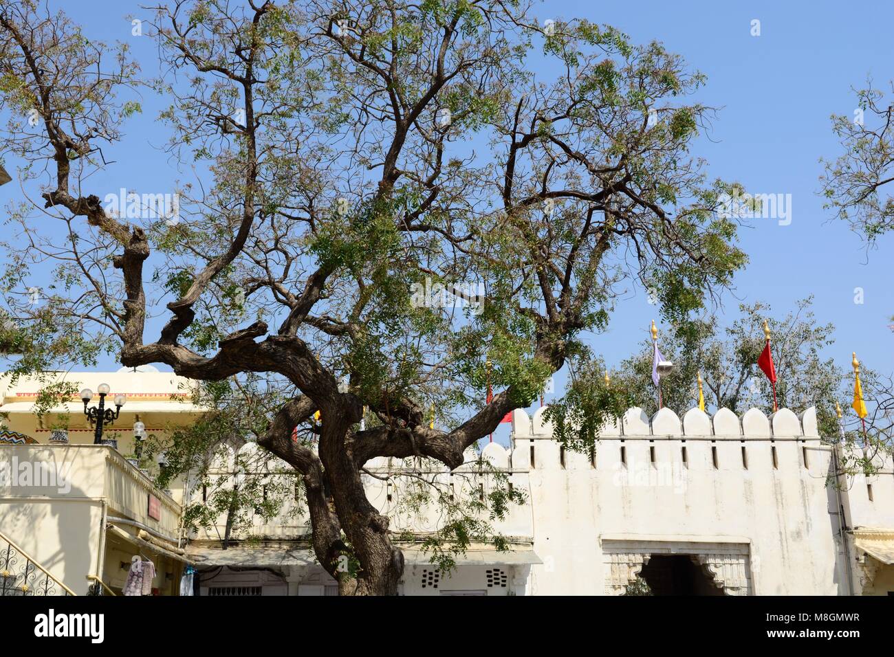 Neem baum Azadiracha indica nimtree Indianlilac Arzneimittel ...