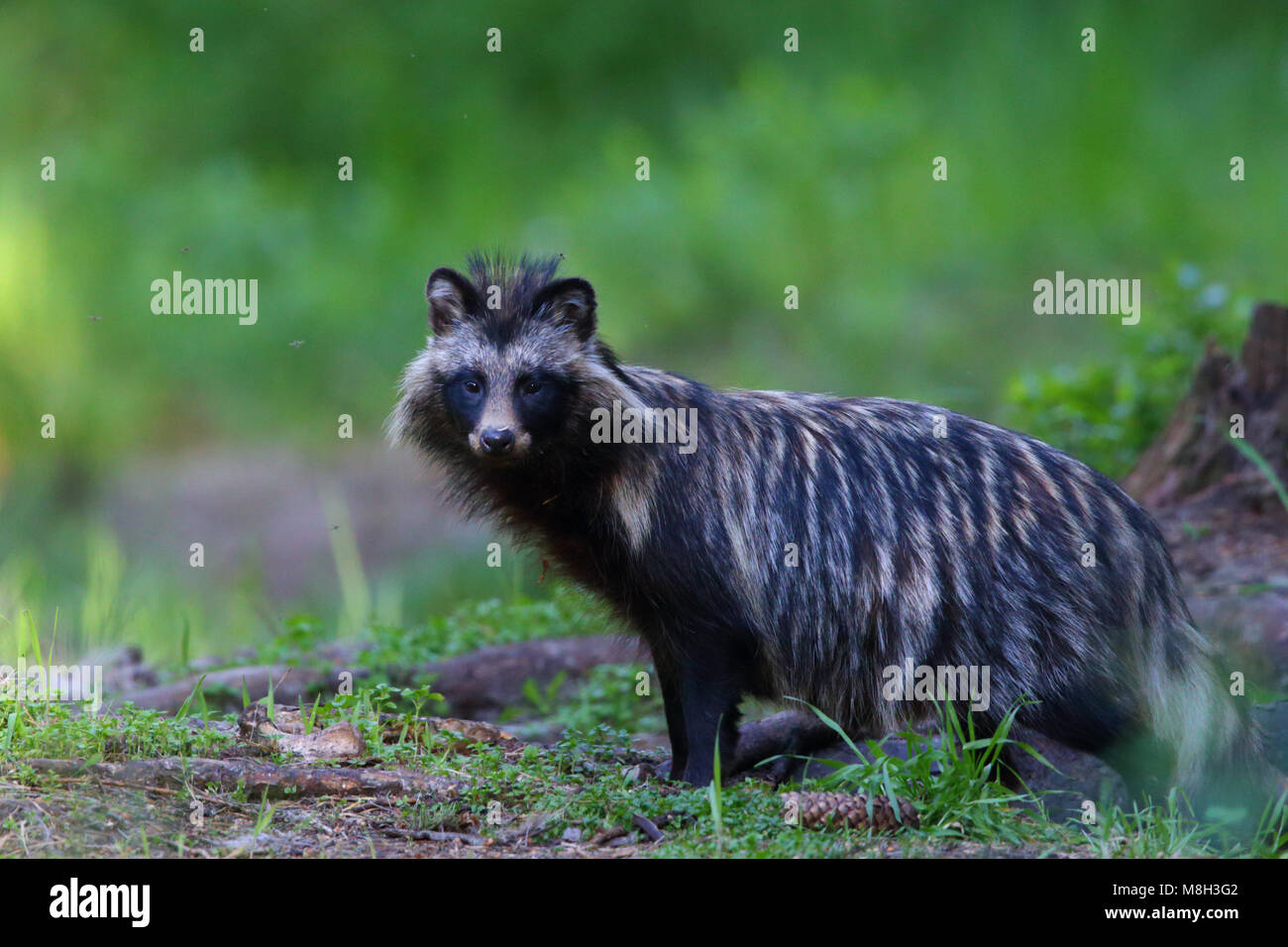 Marderhund (Nyctereutes procyonoides) im borealen Wald, Europa ...