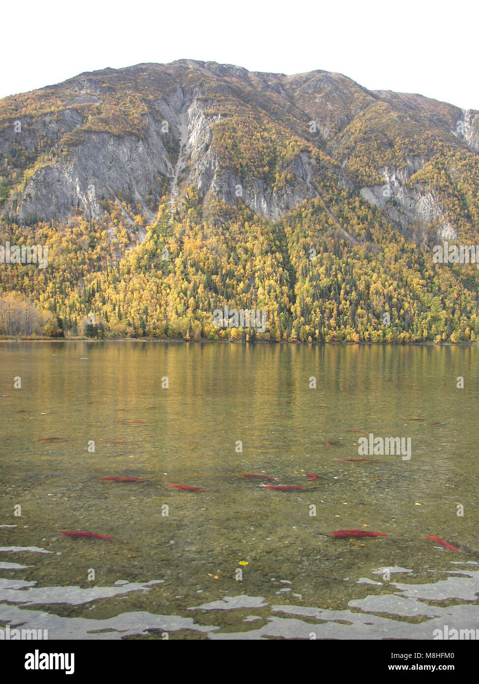 Sockeye an Kijik See. Laich sockeye Lachs an Kijik See im Herbst ...