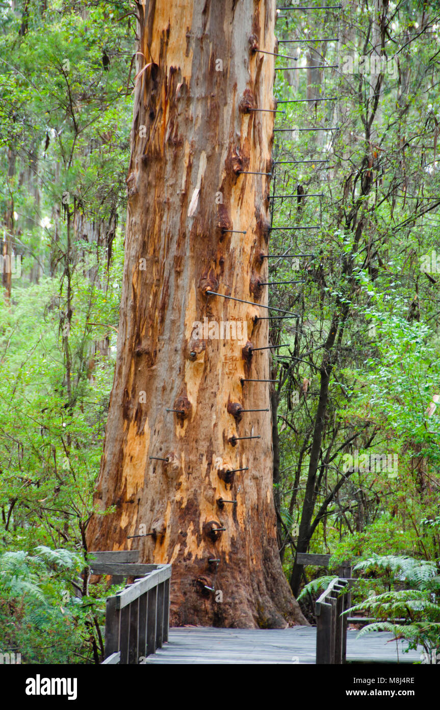 Gloucester tree pemberton -Fotos und -Bildmaterial in hoher Auflösung ...