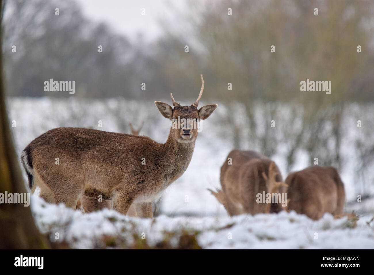 Damhirsch Hirsch Im Schnee Stockfotos und -bilder Kaufen - Alamy