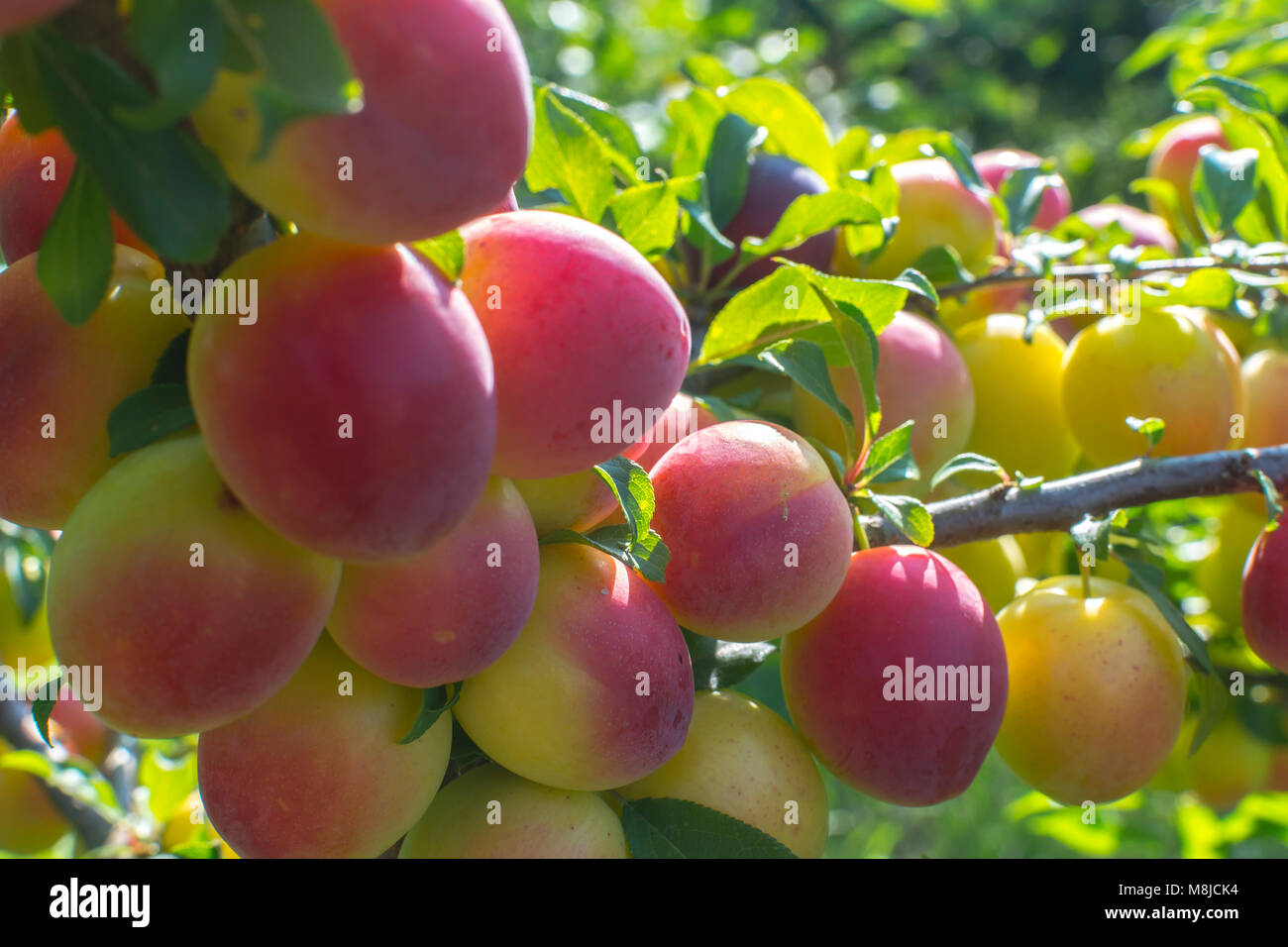European plum prunus domestica fruits -Fotos und -Bildmaterial in hoher ...