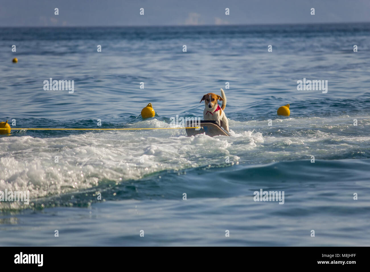 Hund surft auf den wellen -Fotos und -Bildmaterial in hoher Auflösung ...