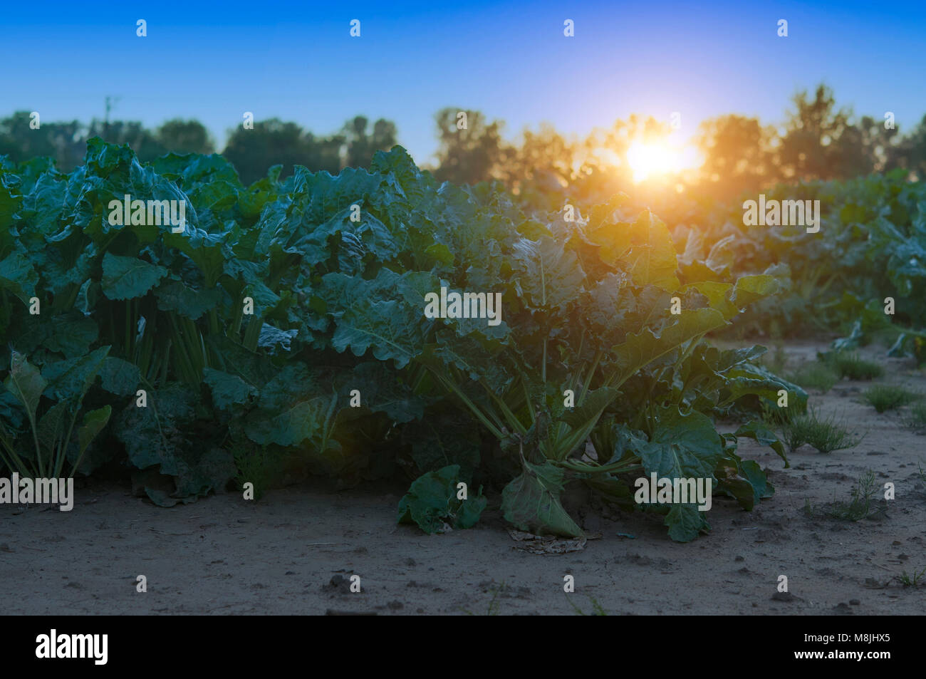 Sugar beet growing in field -Fotos und -Bildmaterial in hoher Auflösung ...