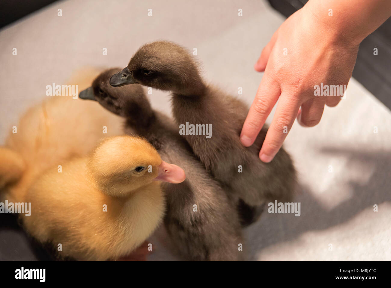 Baby Enten und Entenküken Stockfotografie - Alamy