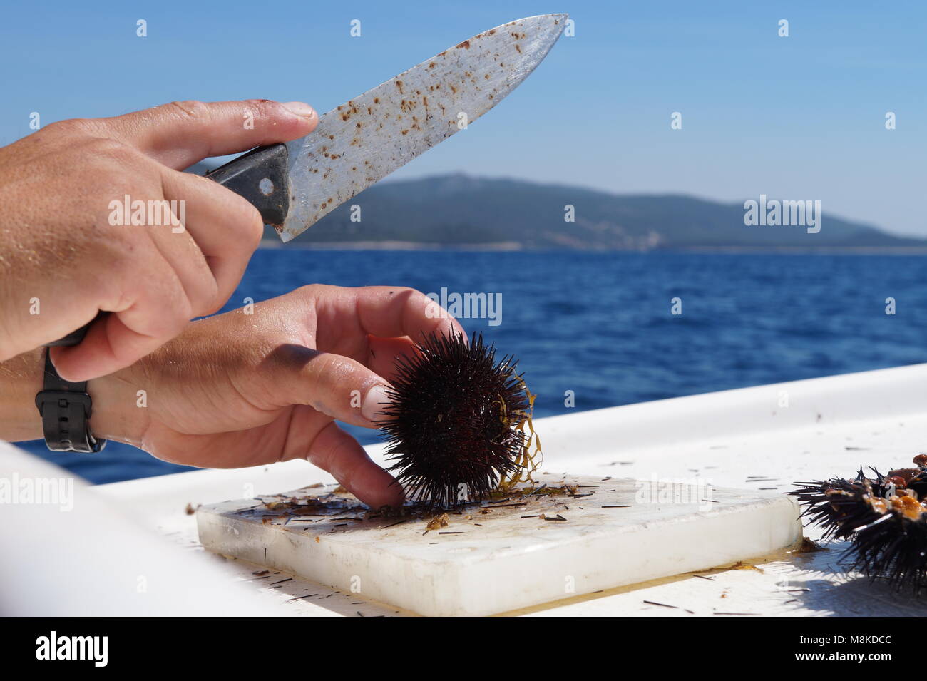 Eating black see urchin -Fotos und -Bildmaterial in hoher Auflösung – Alamy