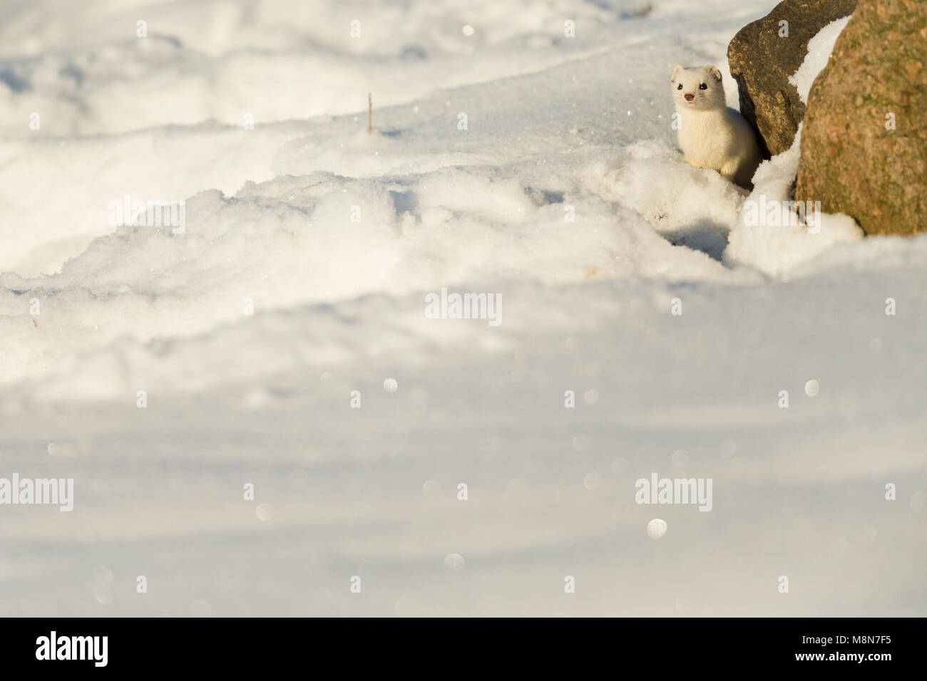Pikla linnumaja -Fotos und -Bildmaterial in hoher Auflösung – Alamy