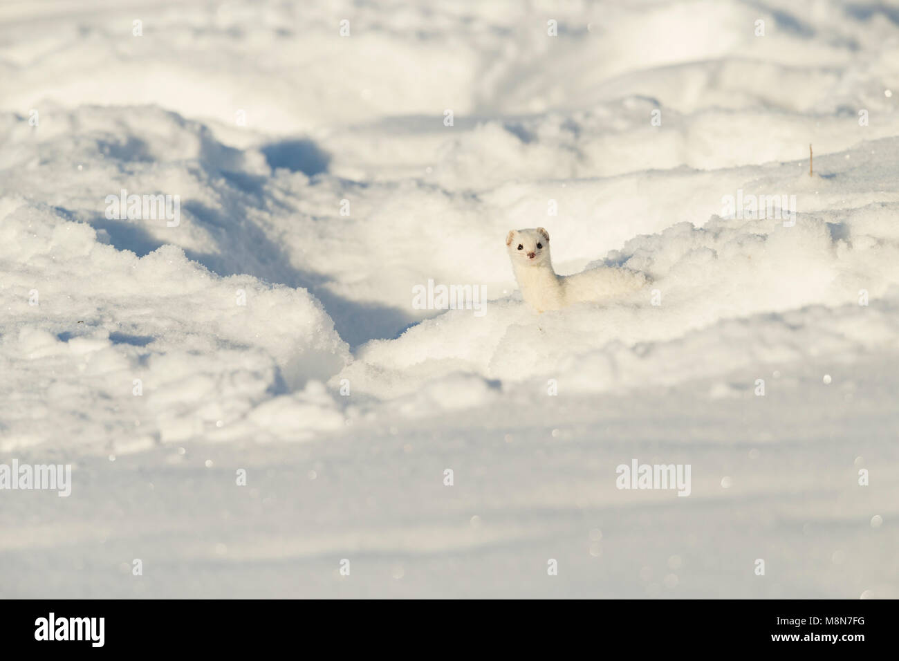Pikla linnumaja -Fotos und -Bildmaterial in hoher Auflösung – Alamy
