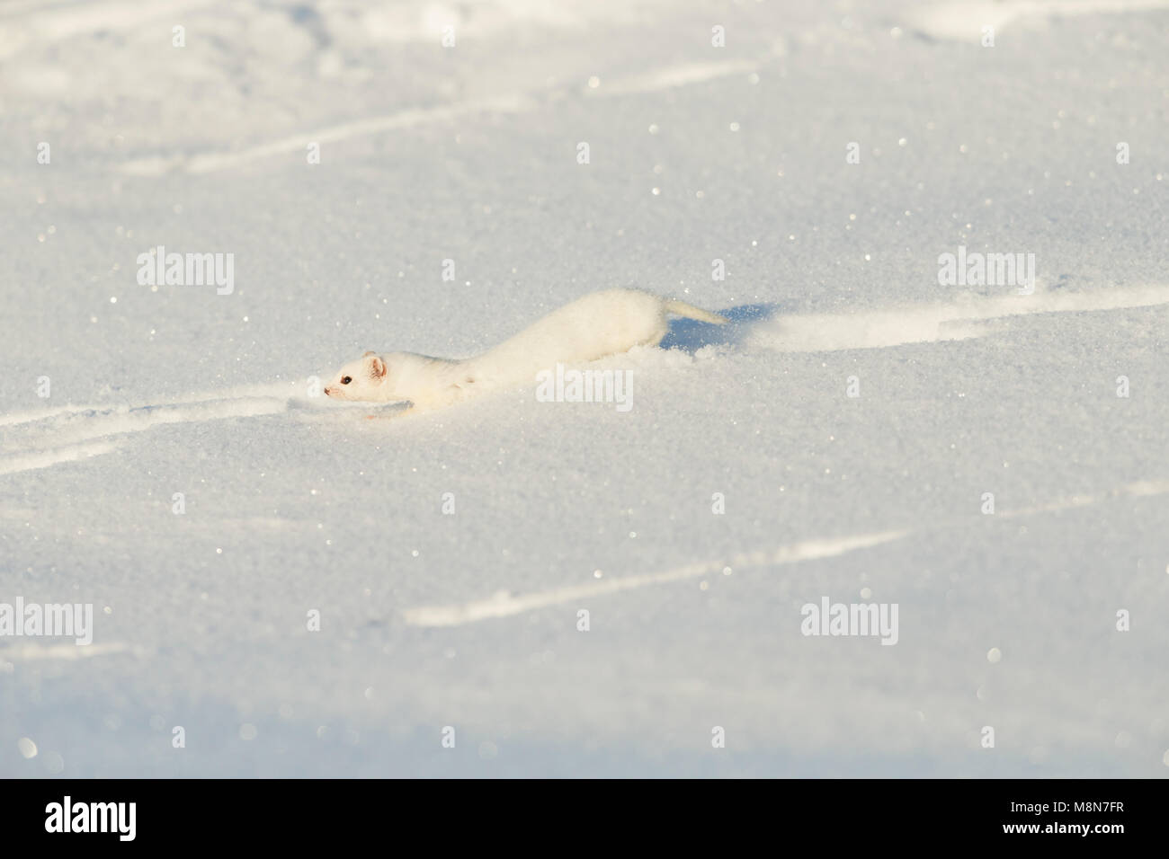Pikla linnumaja -Fotos und -Bildmaterial in hoher Auflösung – Alamy