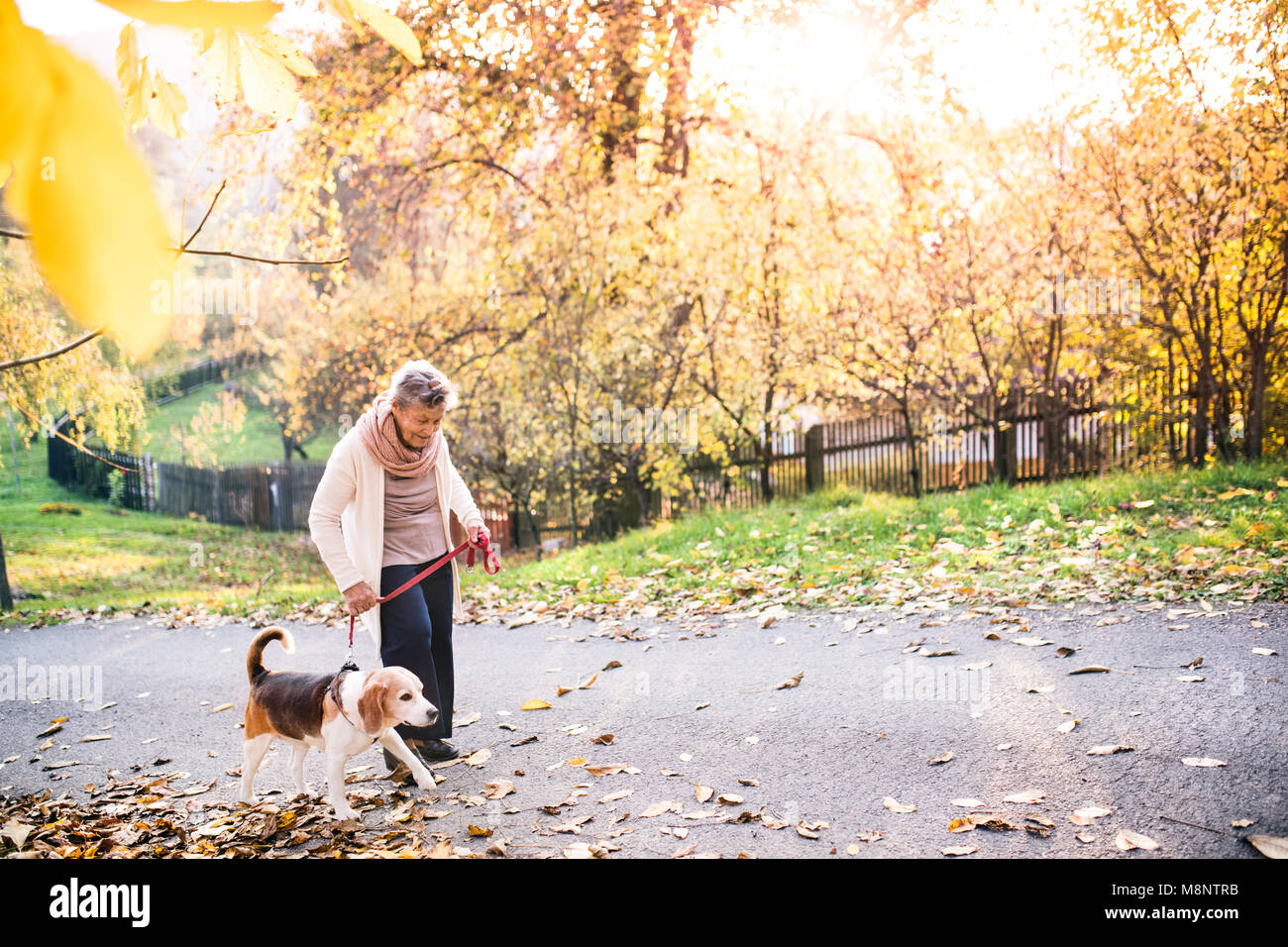 Frau In Einem Park Mit Einem Hund Stockfotos und -bilder Kaufen - Alamy
