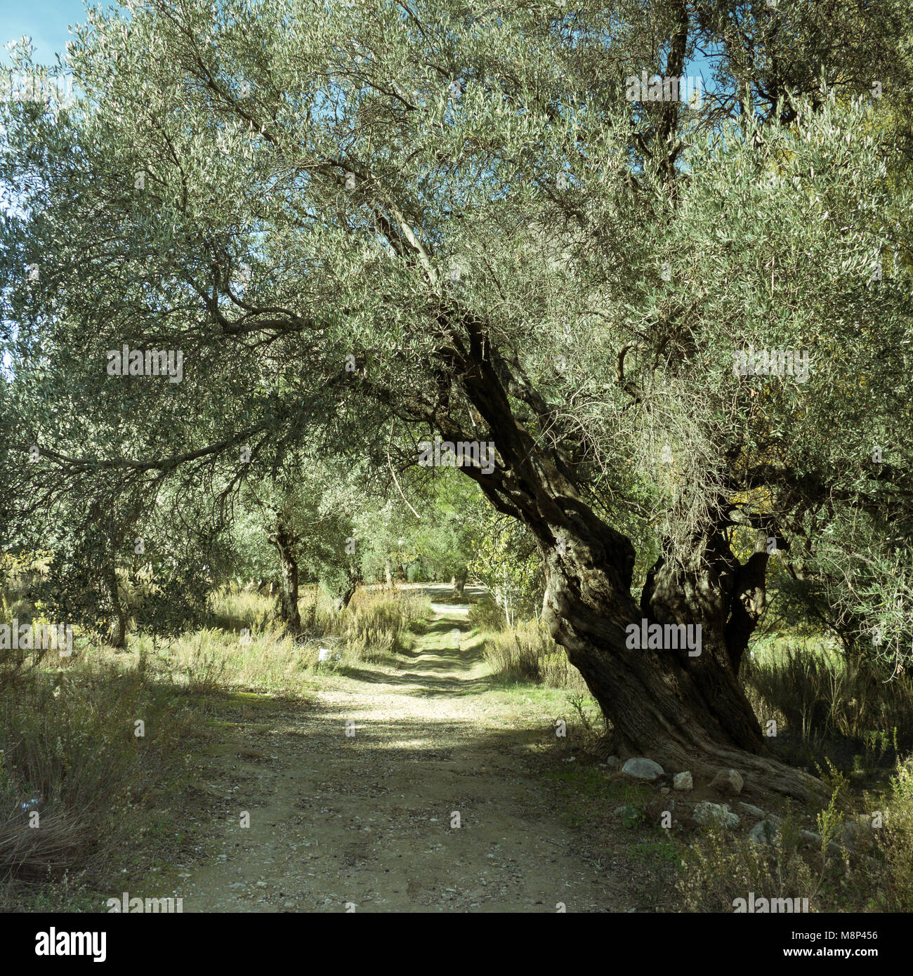 Alter Olivenbaum Olea Europaea Mit Verdrehtem Baumstamm Stockfotos und ...