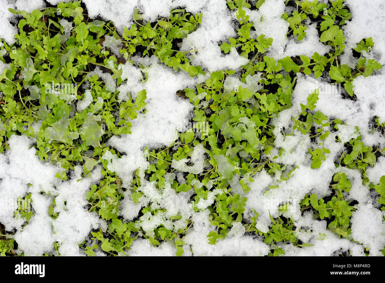 Senf winter grüner Dünger die Pflanzen wachsen mit Schnee, Sinapis alba ...