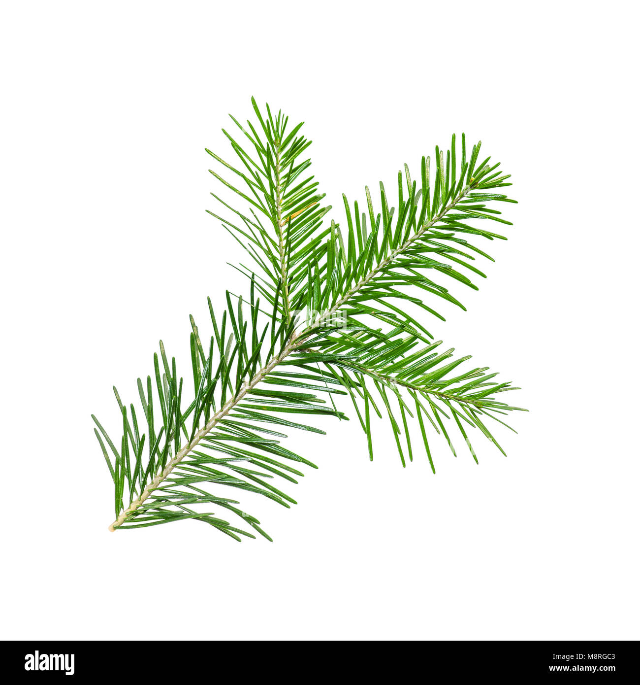 Fichte oder Tanne Zweig isoliert auf weißem Stockfotografie - Alamy