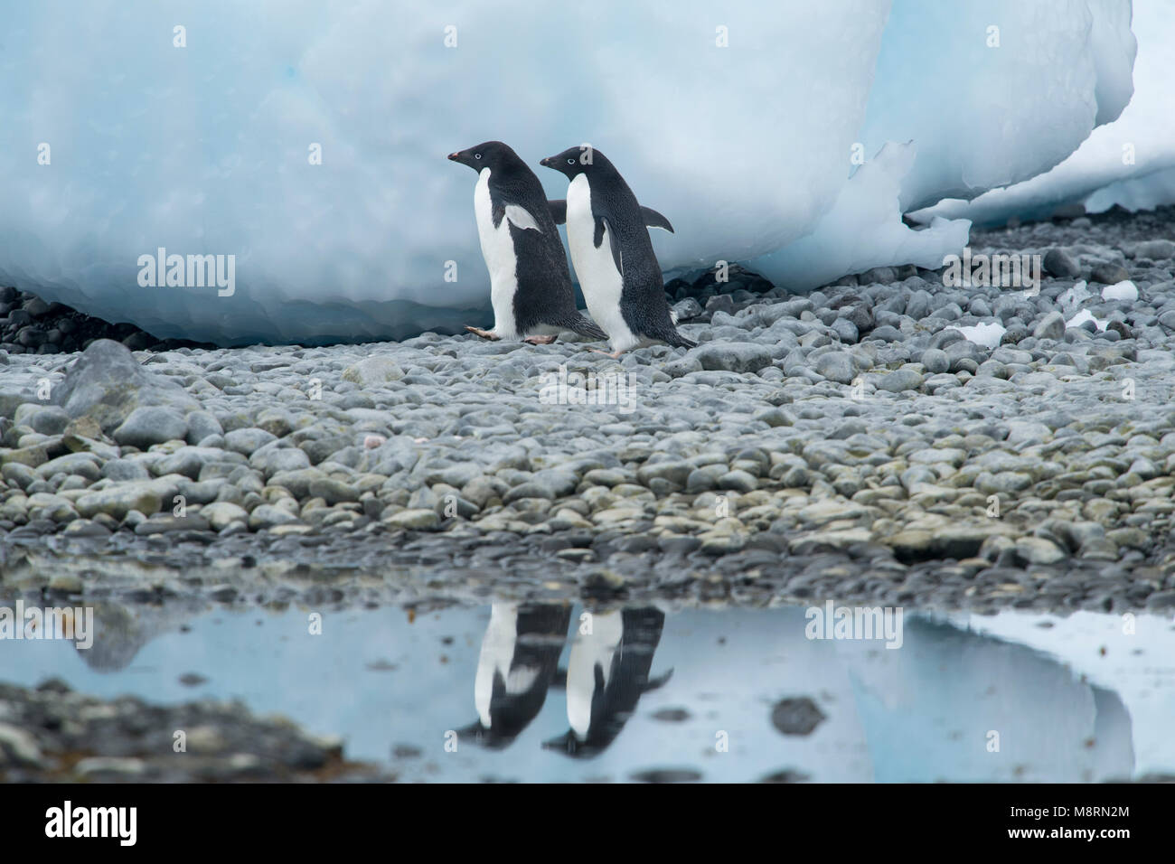 Zwei Adelie Pinguine Spaziergänge entlang der Küste werfen ein ...