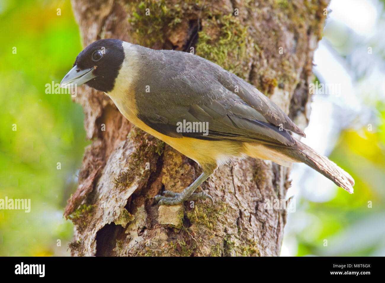 Pollen Vanga, Pollen Vanga Stockfotografie - Alamy