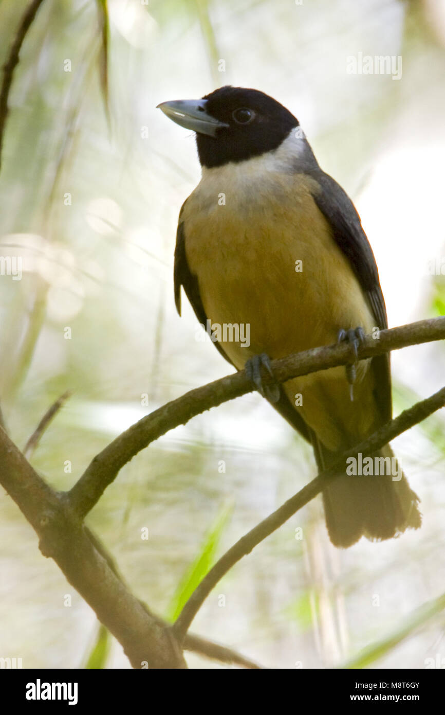 Xenopirostris polleni -Fotos und -Bildmaterial in hoher Auflösung – Alamy