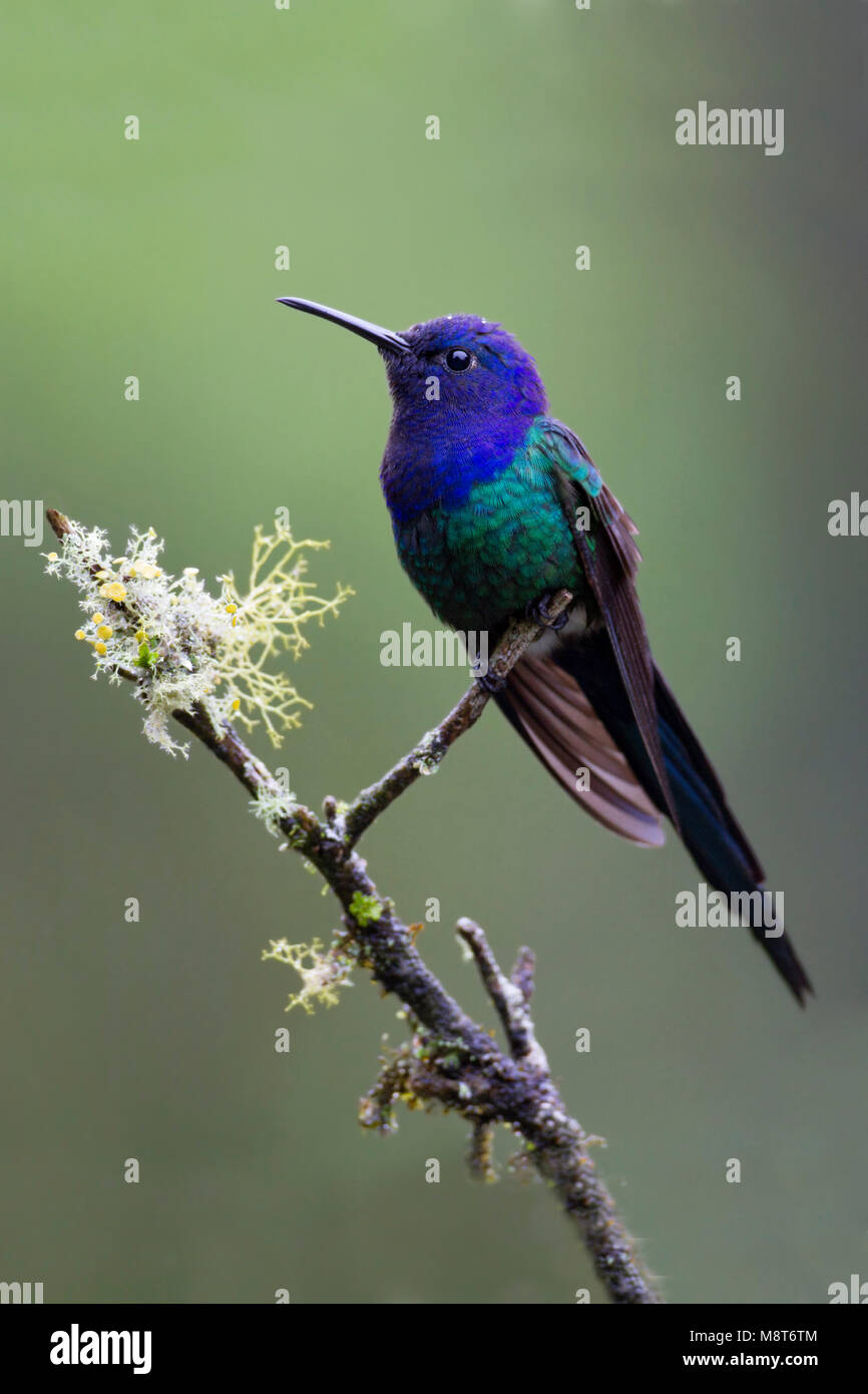 Blauer gabelschwanzkolibri -Fotos und -Bildmaterial in hoher Auflösung ...