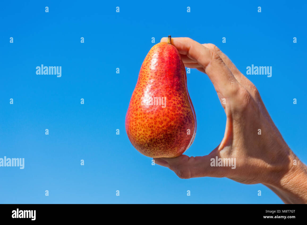 Blaue reife frucht -Fotos und -Bildmaterial in hoher Auflösung – Alamy