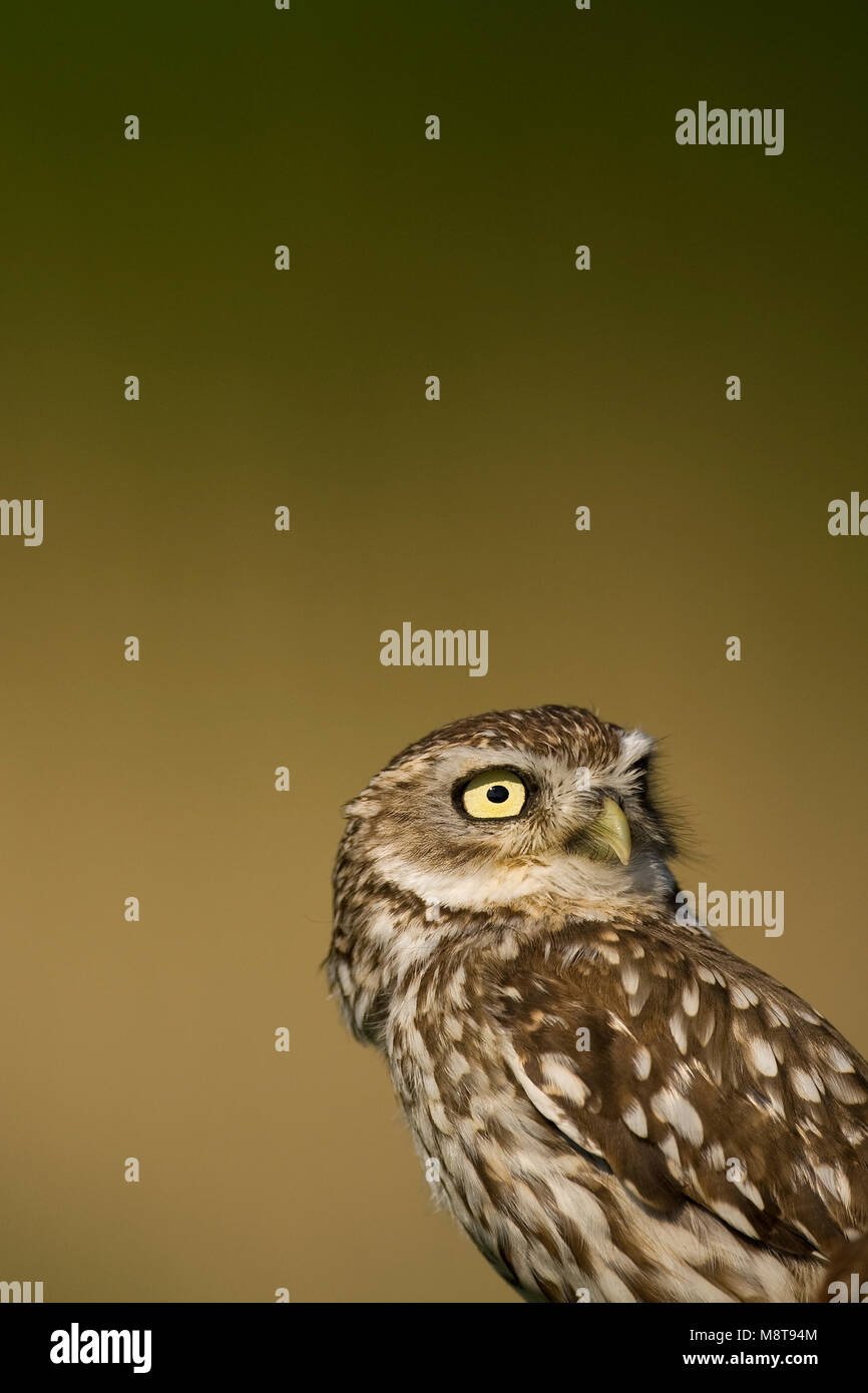 Kleine eule hautnah -Fotos und -Bildmaterial in hoher Auflösung – Alamy