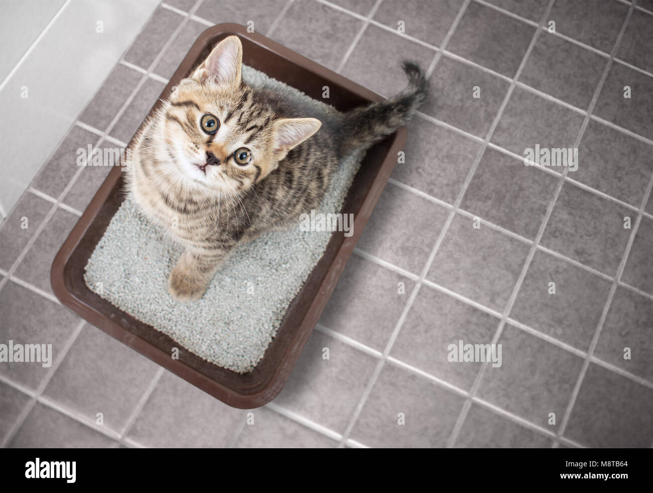 Katzenklo Einstieg Von Oben