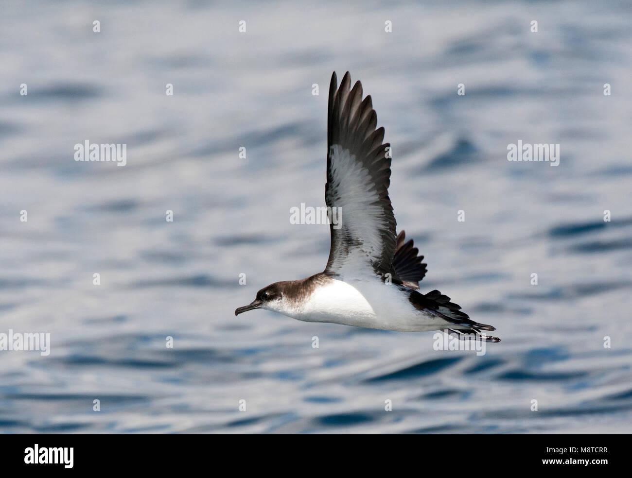Noordse pijlstormvogel -Fotos und -Bildmaterial in hoher Auflösung – Alamy