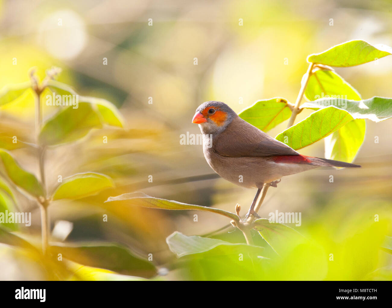 Estrilda melpoda -Fotos und -Bildmaterial in hoher Auflösung – Alamy