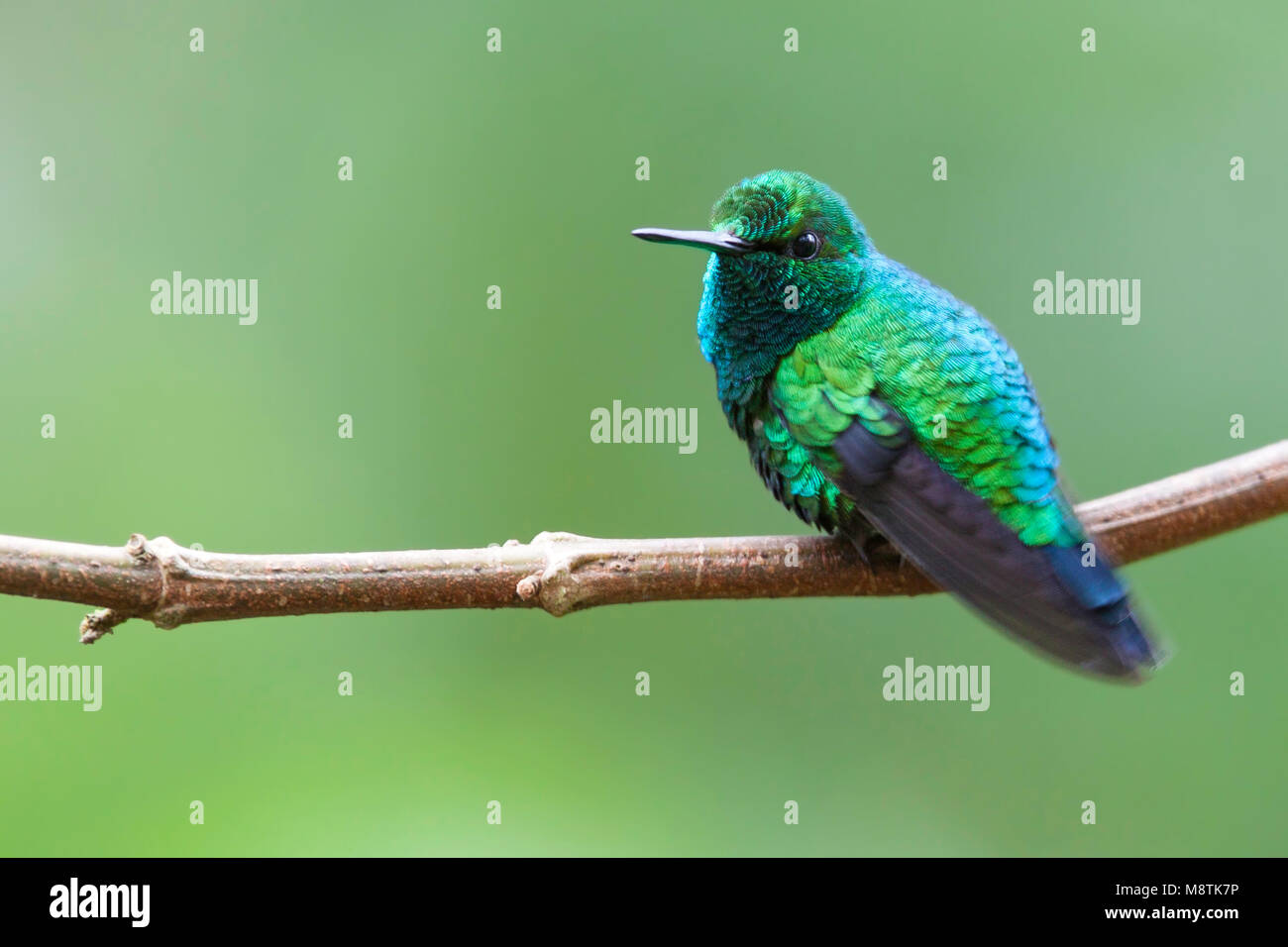 Sitzender vogel foto -Fotos und -Bildmaterial in hoher Auflösung – Alamy