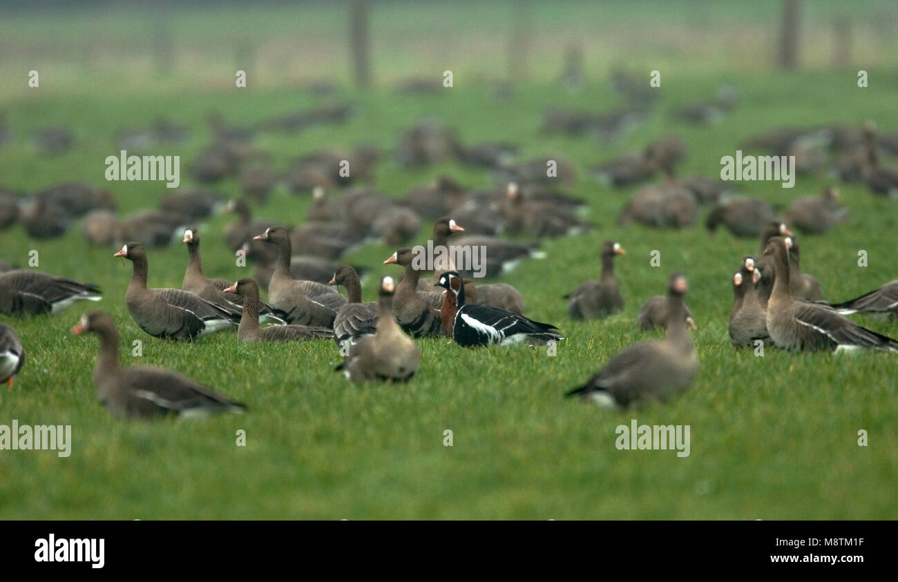 Red-breasted Goose und white-fronted goose; Roodhalsgans en Kolgans ...