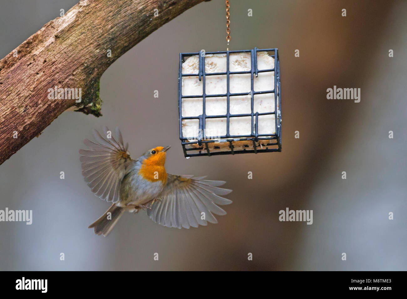 European robin flight -Fotos und -Bildmaterial in hoher Auflösung – Alamy