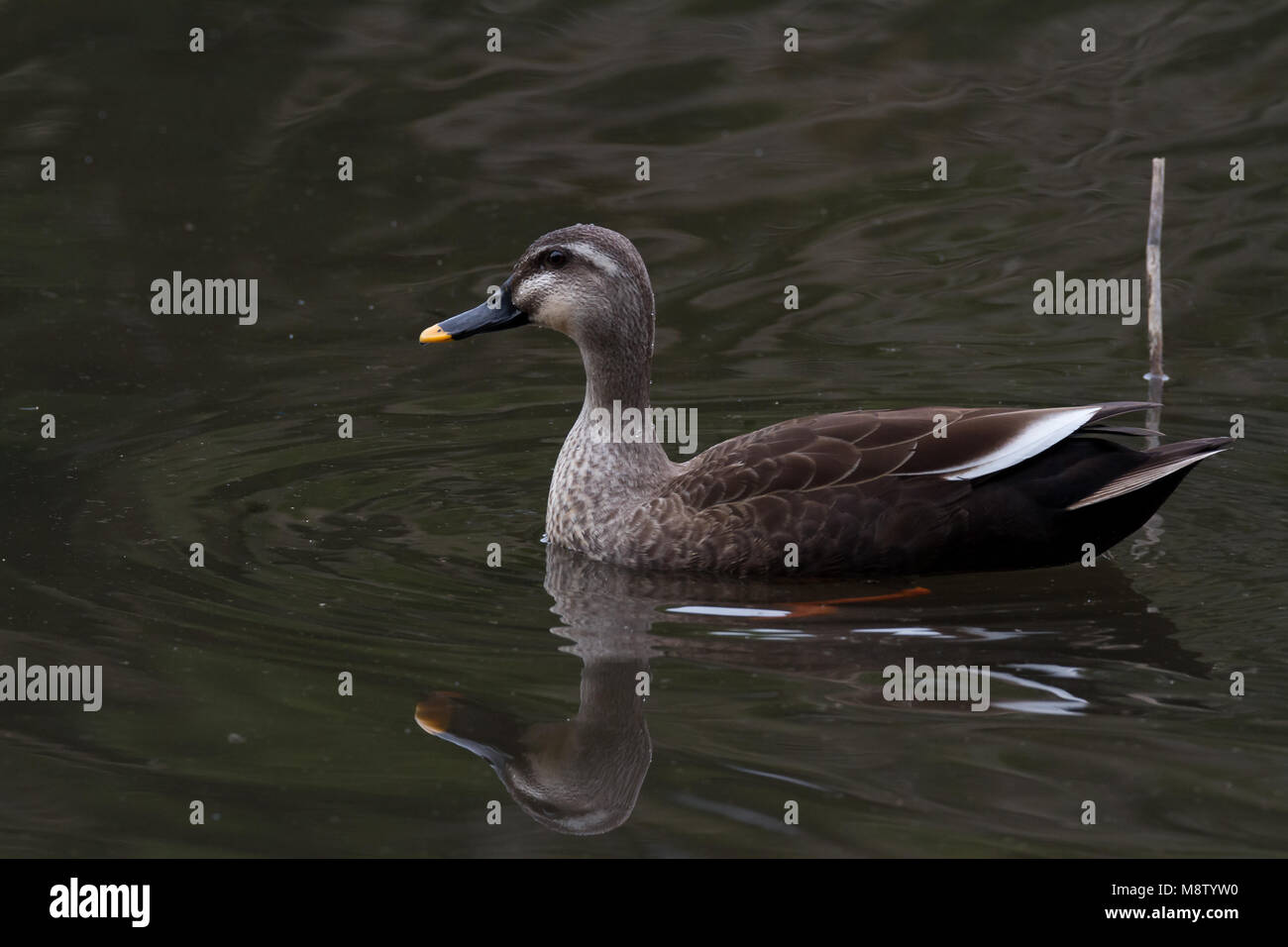 Eine Ostschnabelente oder chinesische Schnabelente (Anas zonorhyncha ...