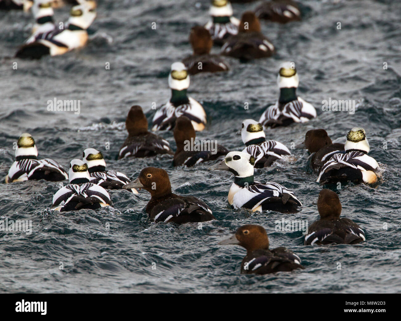 Polysticta stelleri -Fotos und -Bildmaterial in hoher Auflösung – Alamy