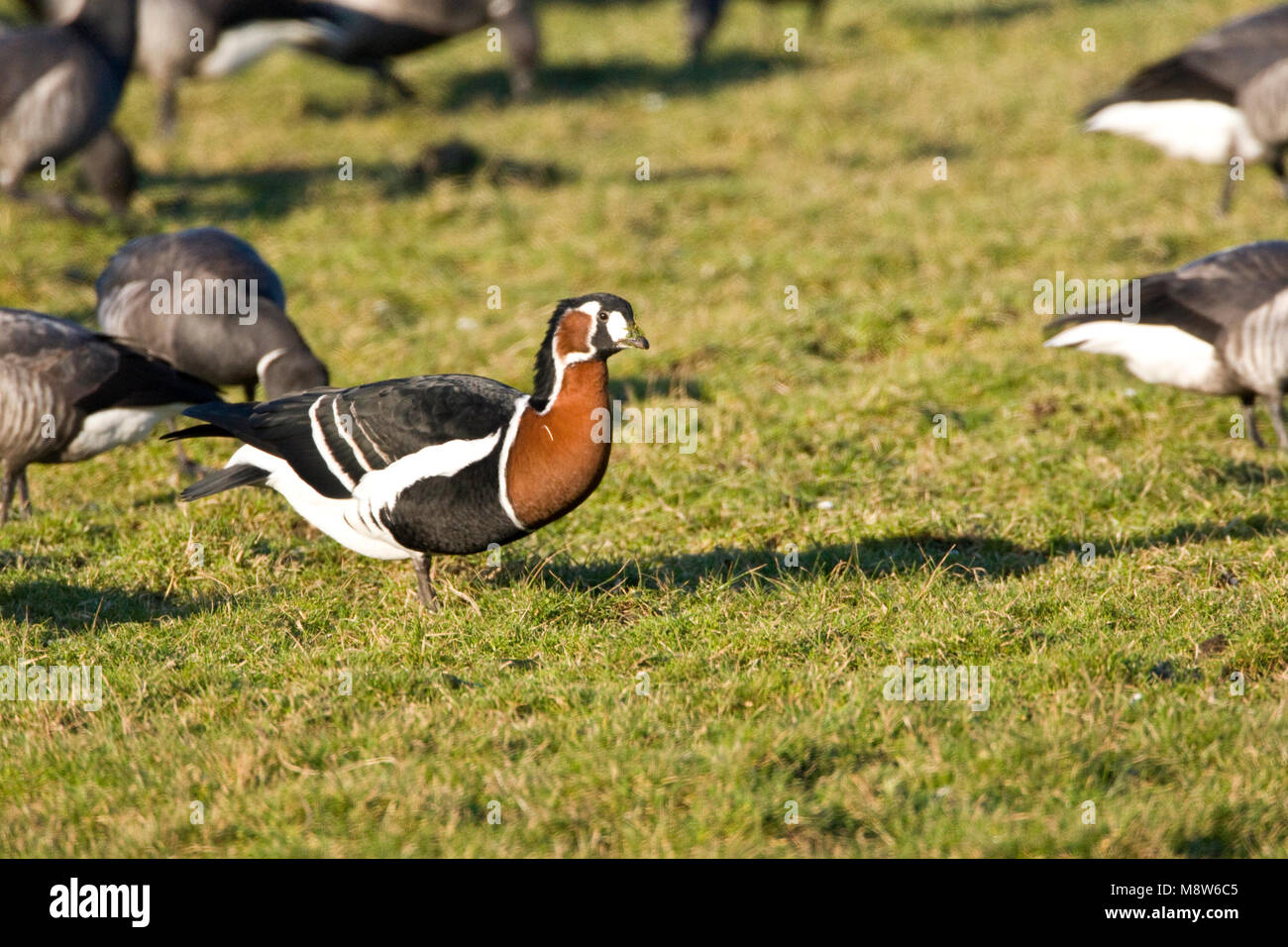 Red Breasted Gans Branta Ruficollis Stockfotos und -bilder Kaufen - Alamy