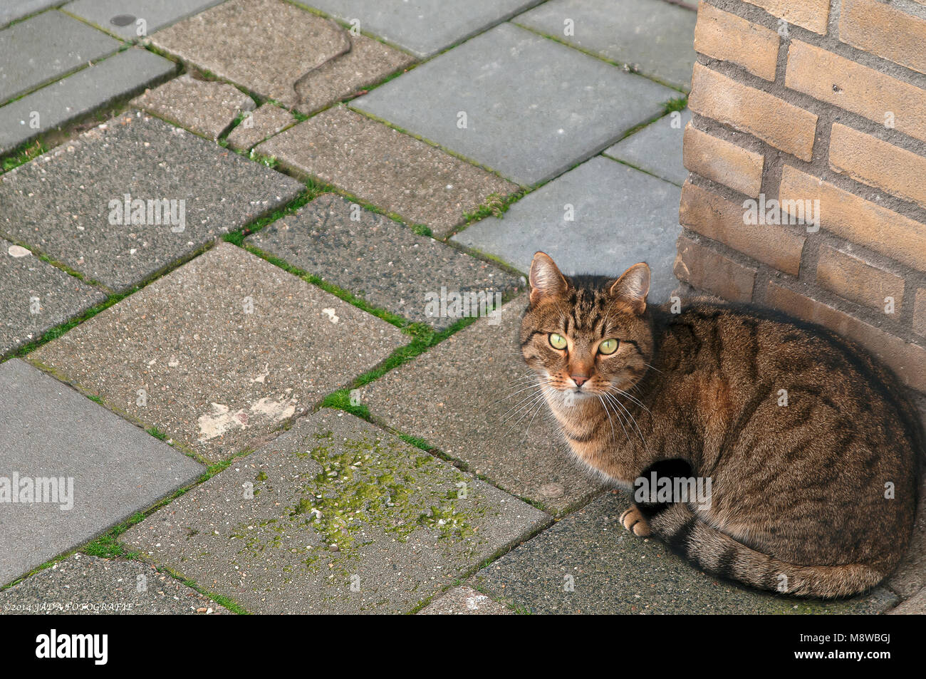 Fluffy cats -Fotos und -Bildmaterial in hoher Auflösung – Alamy