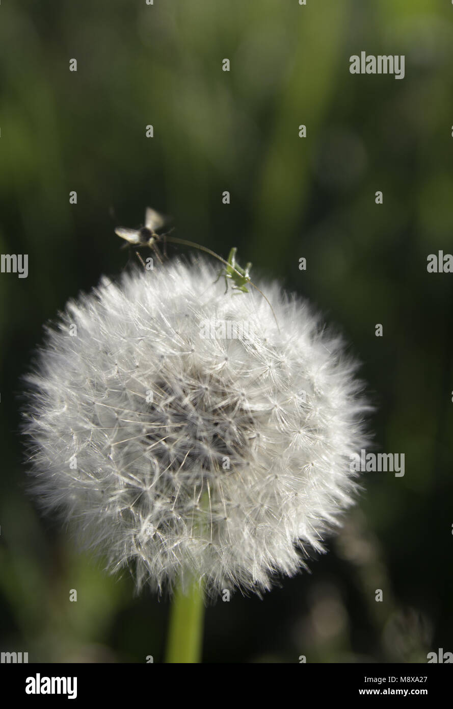 Kleine Insekten und Löwenzahn Stockfotografie - Alamy