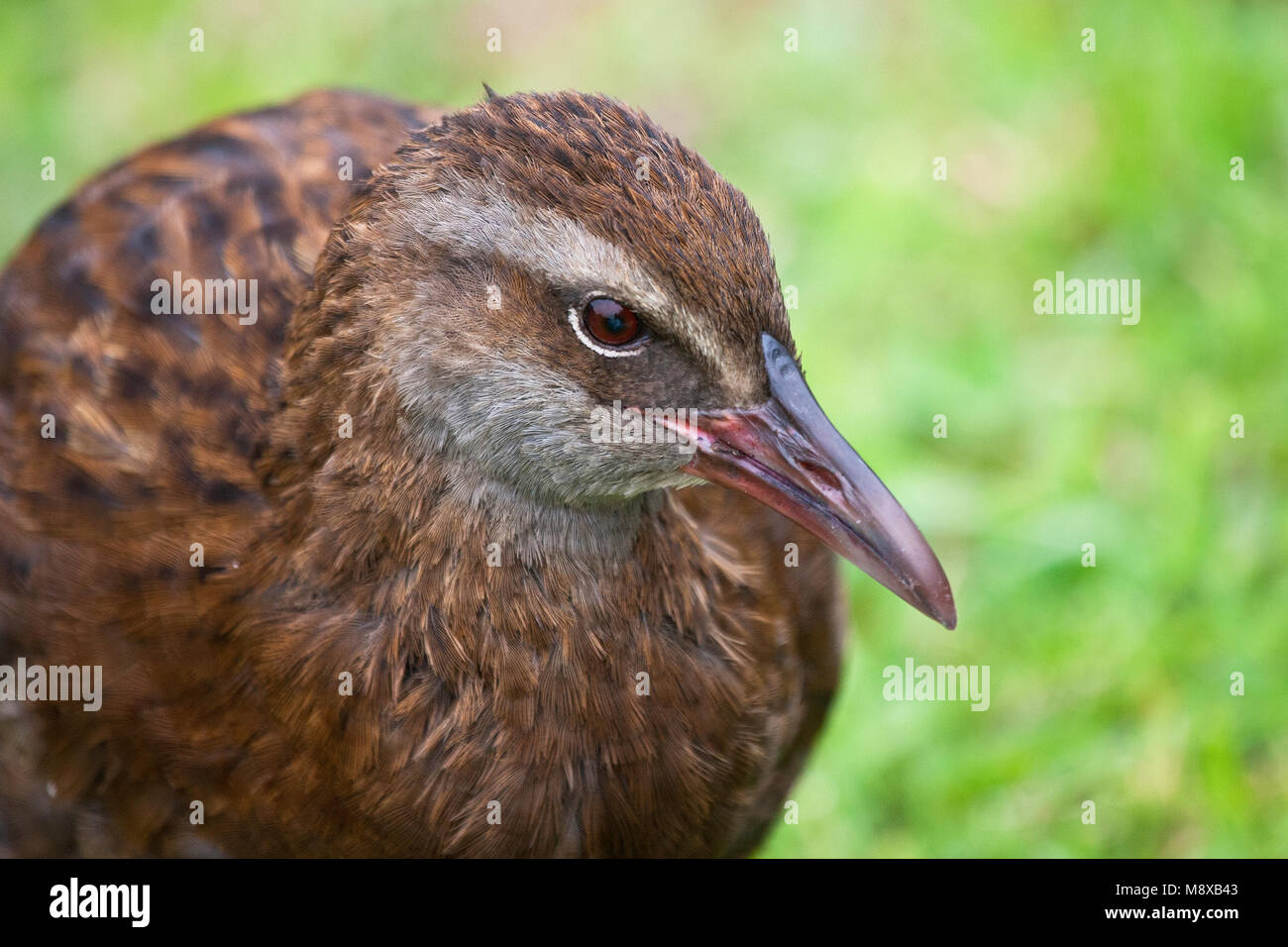 Weka vogel -Fotos und -Bildmaterial in hoher Auflösung – Alamy