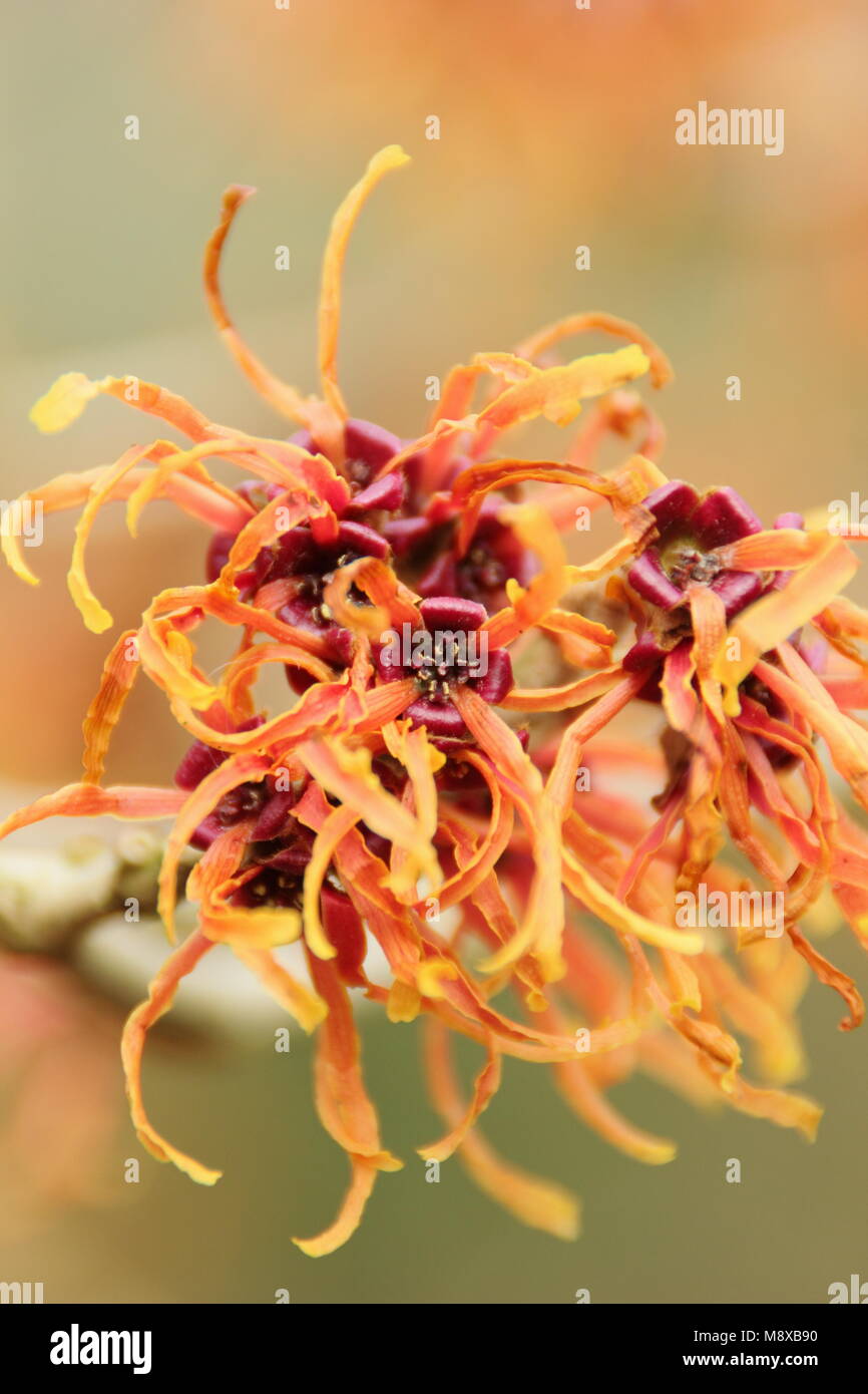 Hamelemis blumen -Fotos und -Bildmaterial in hoher Auflösung – Alamy