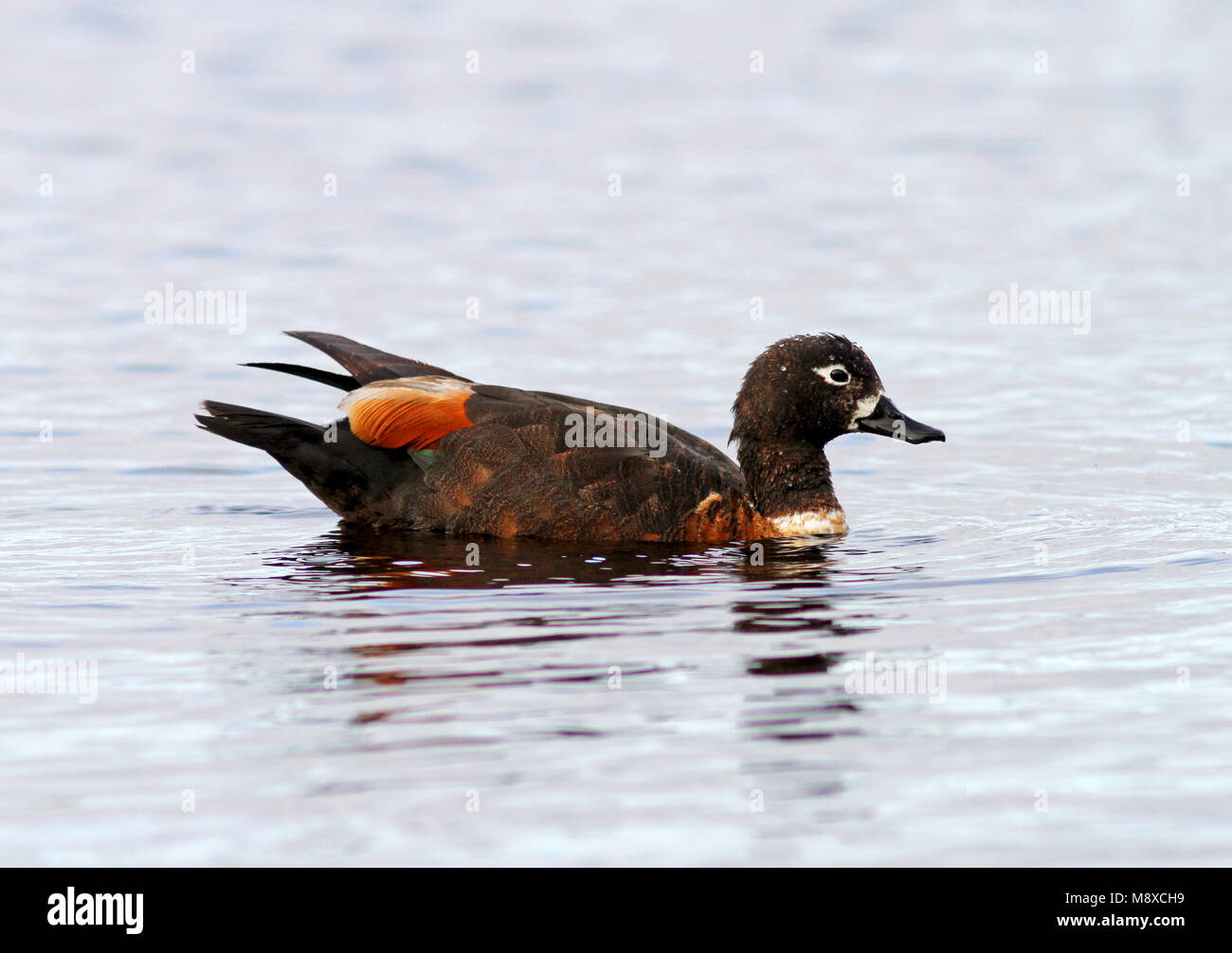 Mã¤nnlicher australischer vogel -Fotos und -Bildmaterial in hoher ...