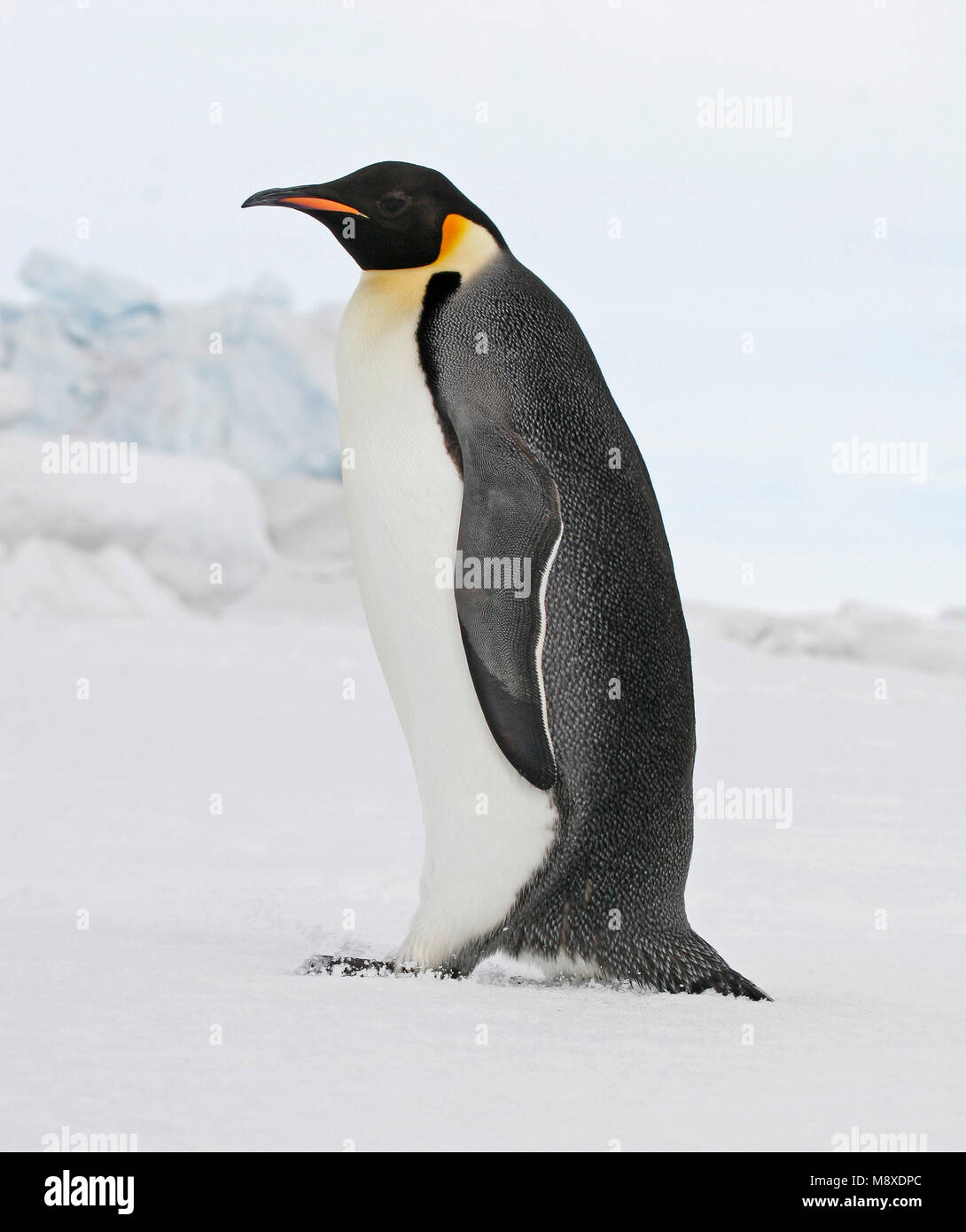 Kaiserpinguin pinguin antarktis antarktis -Fotos und -Bildmaterial in ...