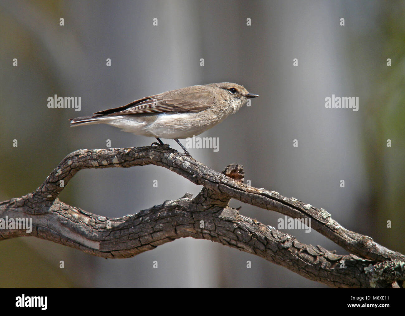 Jacky braun -Fotos und -Bildmaterial in hoher Auflösung – Alamy