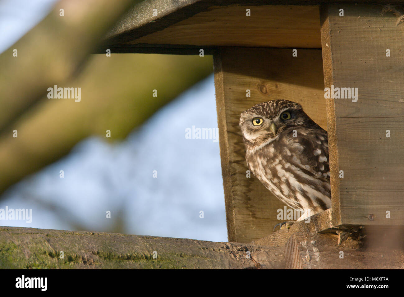 Nistkasten der eule -Fotos und -Bildmaterial in hoher Auflösung – Alamy