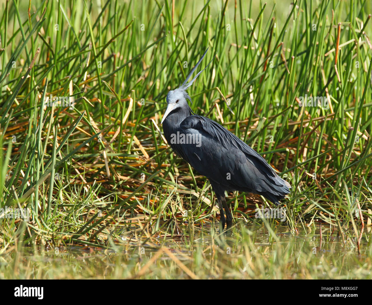 Egretta ardesiaca -Fotos und -Bildmaterial in hoher Auflösung – Alamy