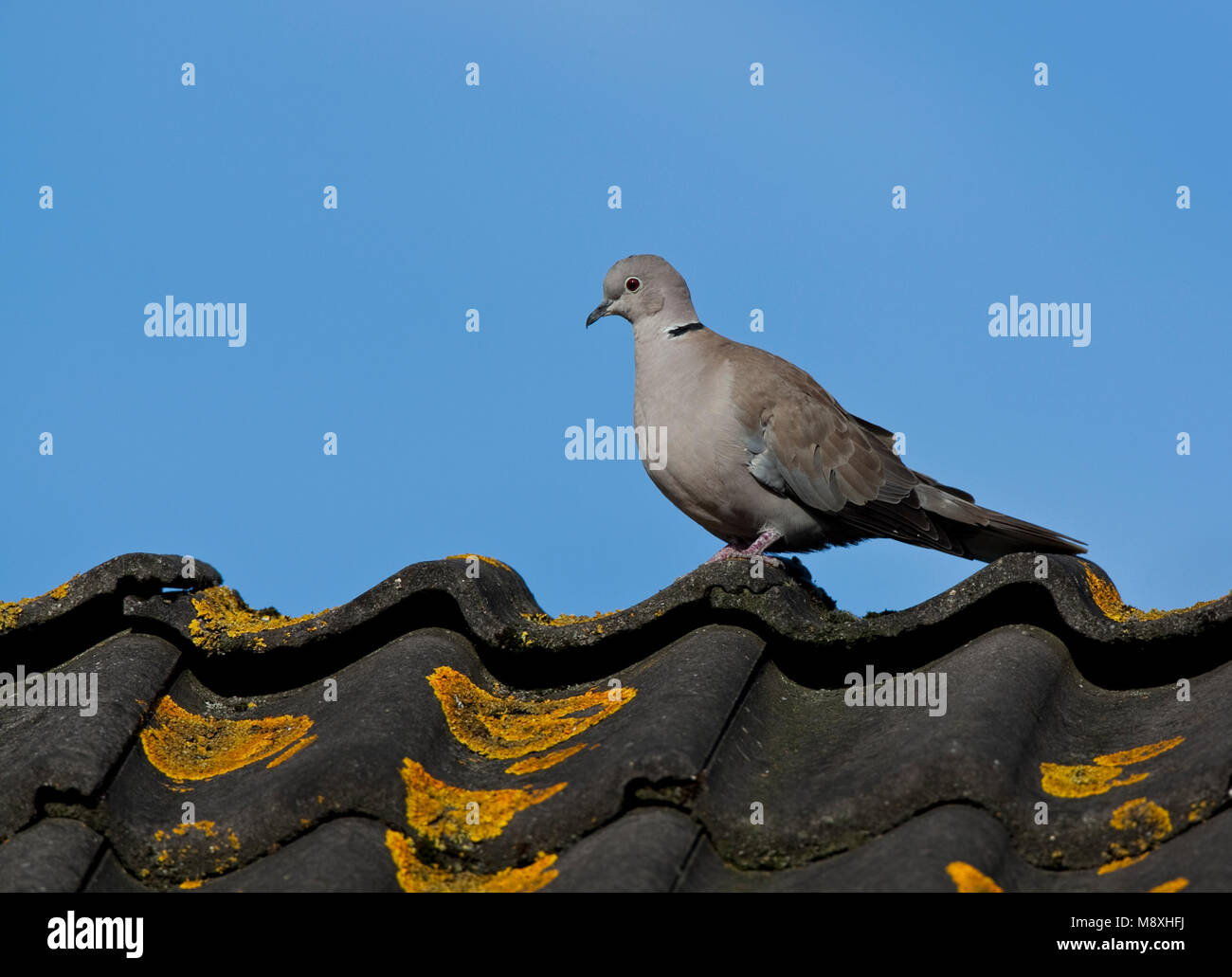 Turkse tortel -Fotos und -Bildmaterial in hoher Auflösung – Alamy