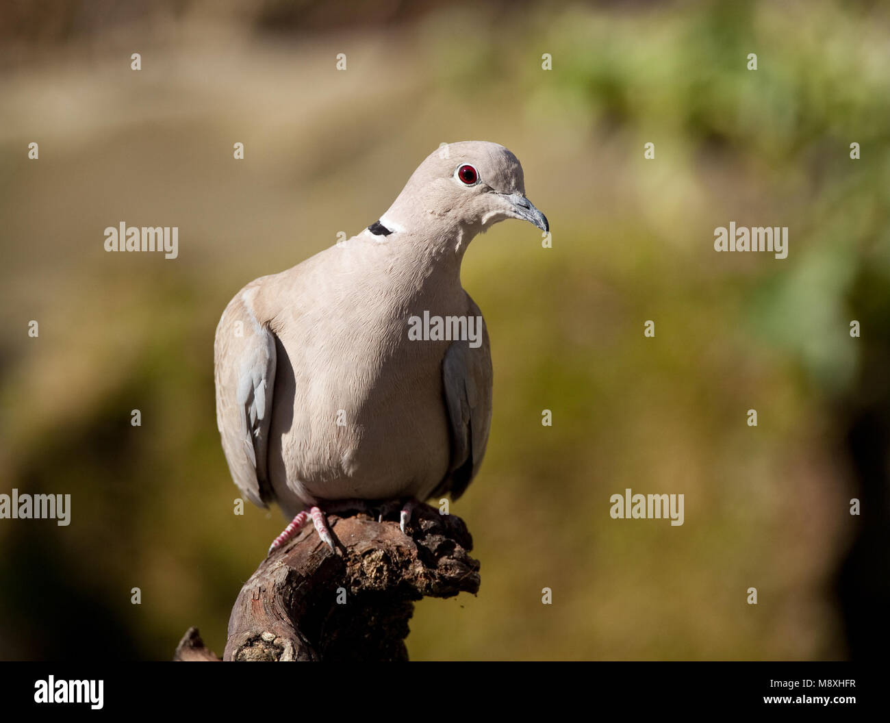 Turkse tortel -Fotos und -Bildmaterial in hoher Auflösung – Alamy